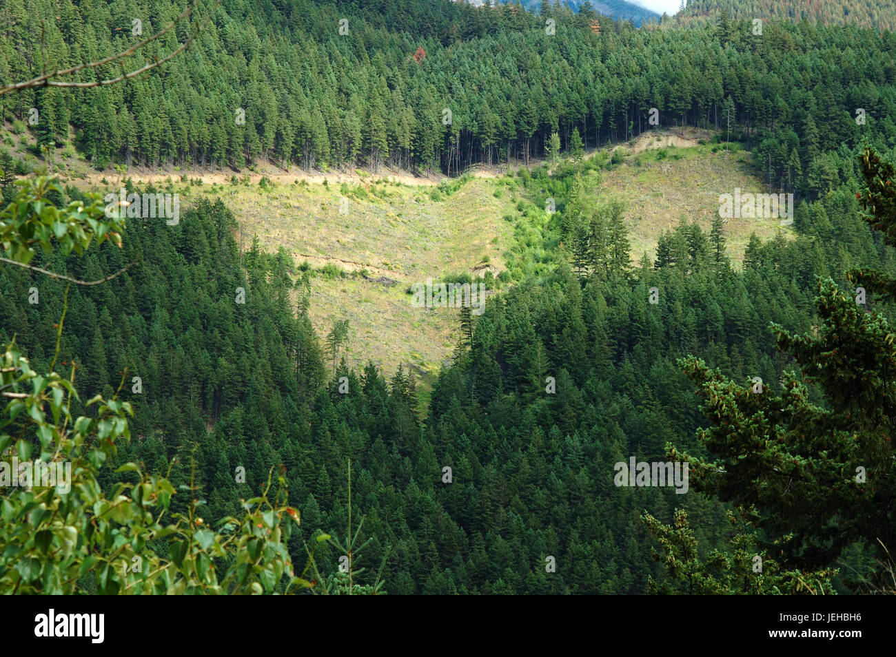 Forest clear cutting aerial view hi-res stock photography and images ...