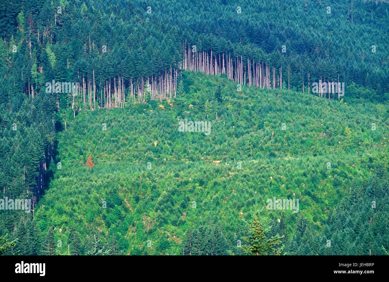 Forest after logging hi-res stock photography and images - Alamy