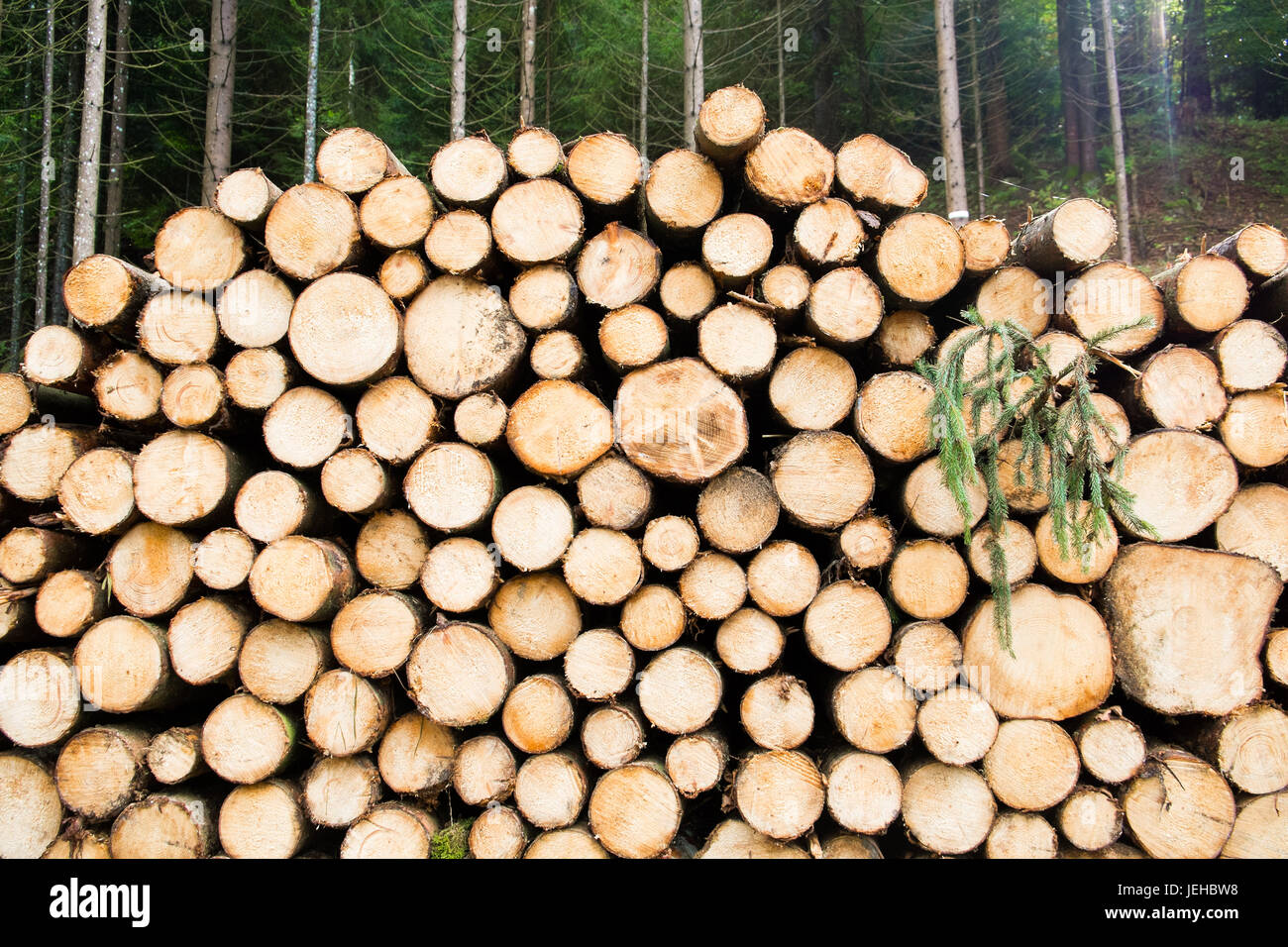Log in a forest hi-res stock photography and images - Alamy