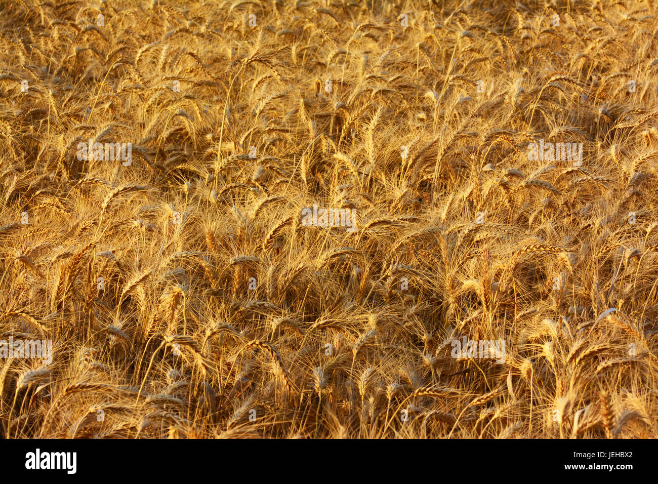 Israel wheat grain hi-res stock photography and images - Alamy