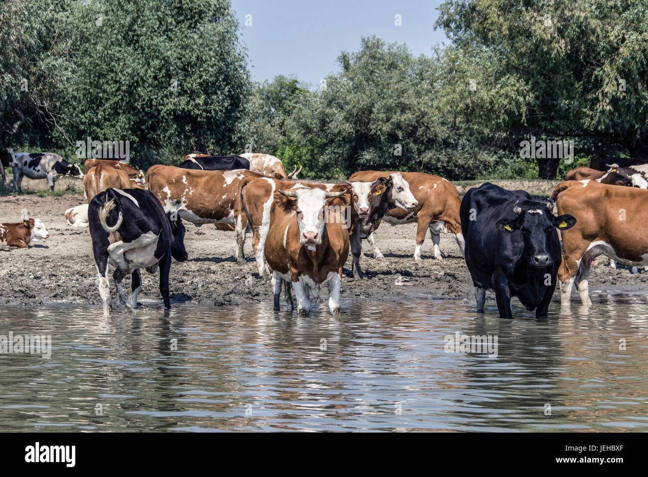 Danube, Serbia - Herd of cows cooling themselves in the river Stock ...