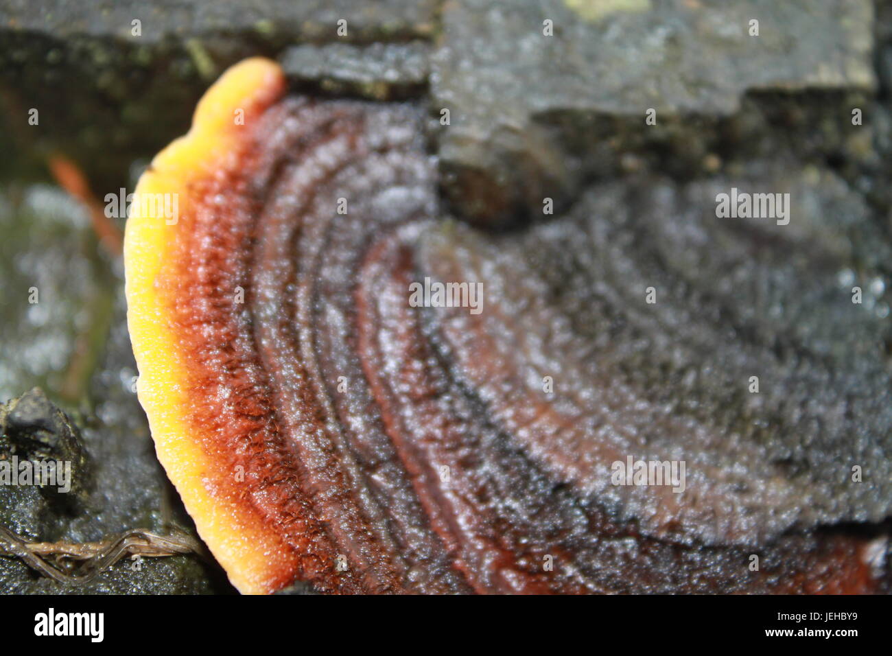 Lave flow hi-res stock photography and images - Alamy