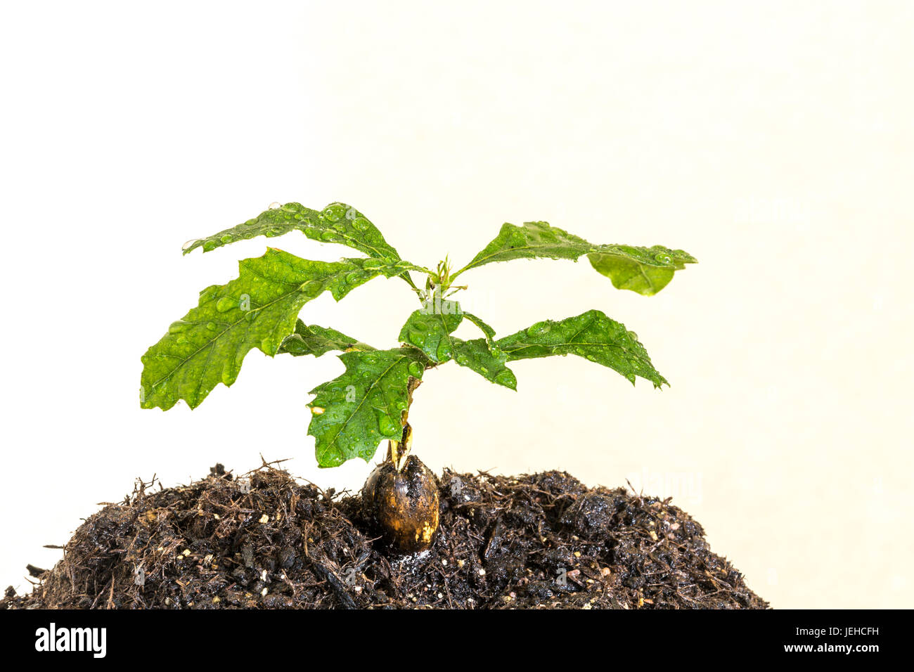 Germination tree hi-res stock photography and images - Alamy