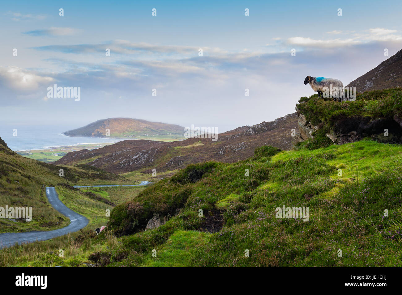 A sheep looking down towards the road at Mamore Gap, Clonmany, Donegal ...