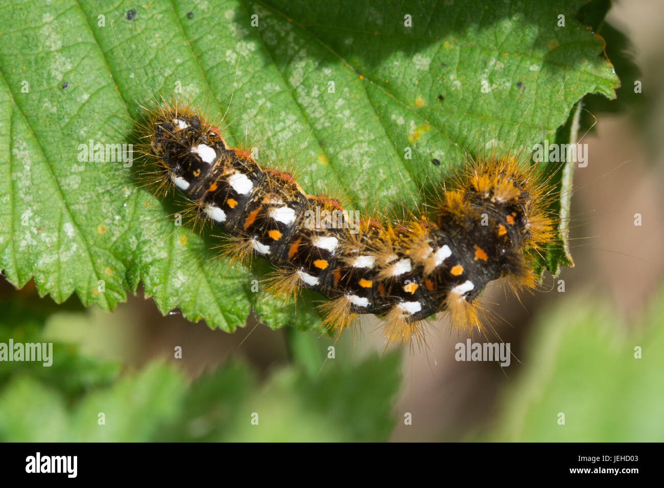 Knot grass moth caterpillar (Acronicta rumicis larva Stock Photo - Alamy