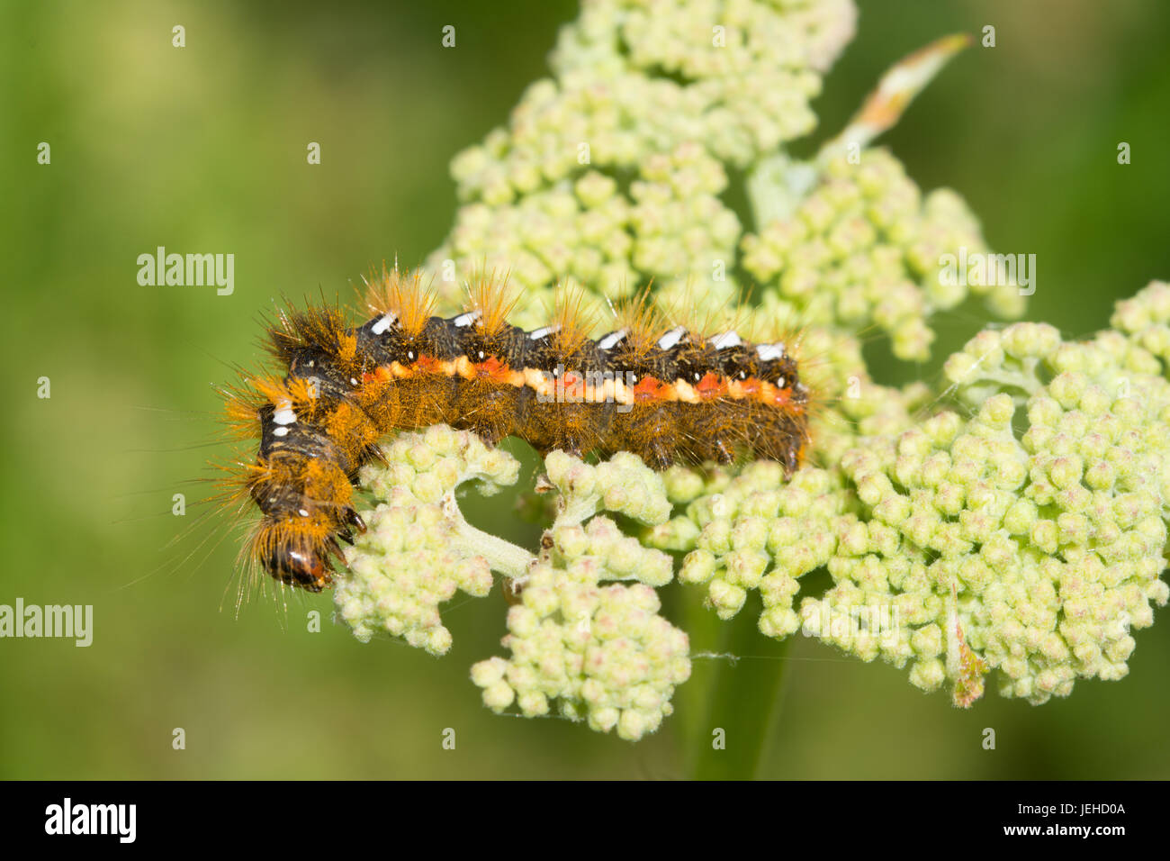 Knot grass moth caterpillar (Acronicta rumicis larva Stock Photo - Alamy