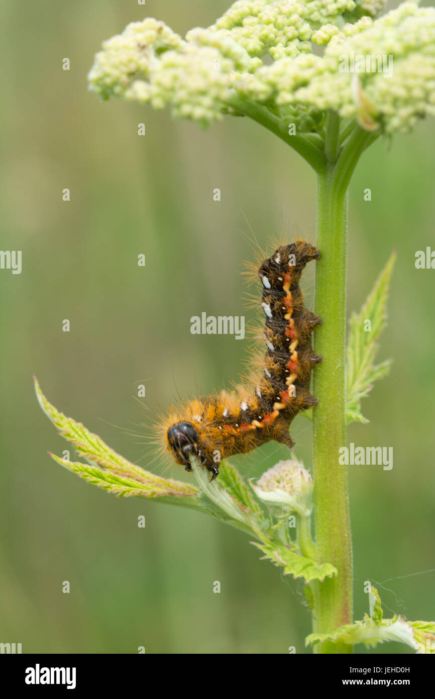 Knot grass moth caterpillar (Acronicta rumicis larva Stock Photo - Alamy