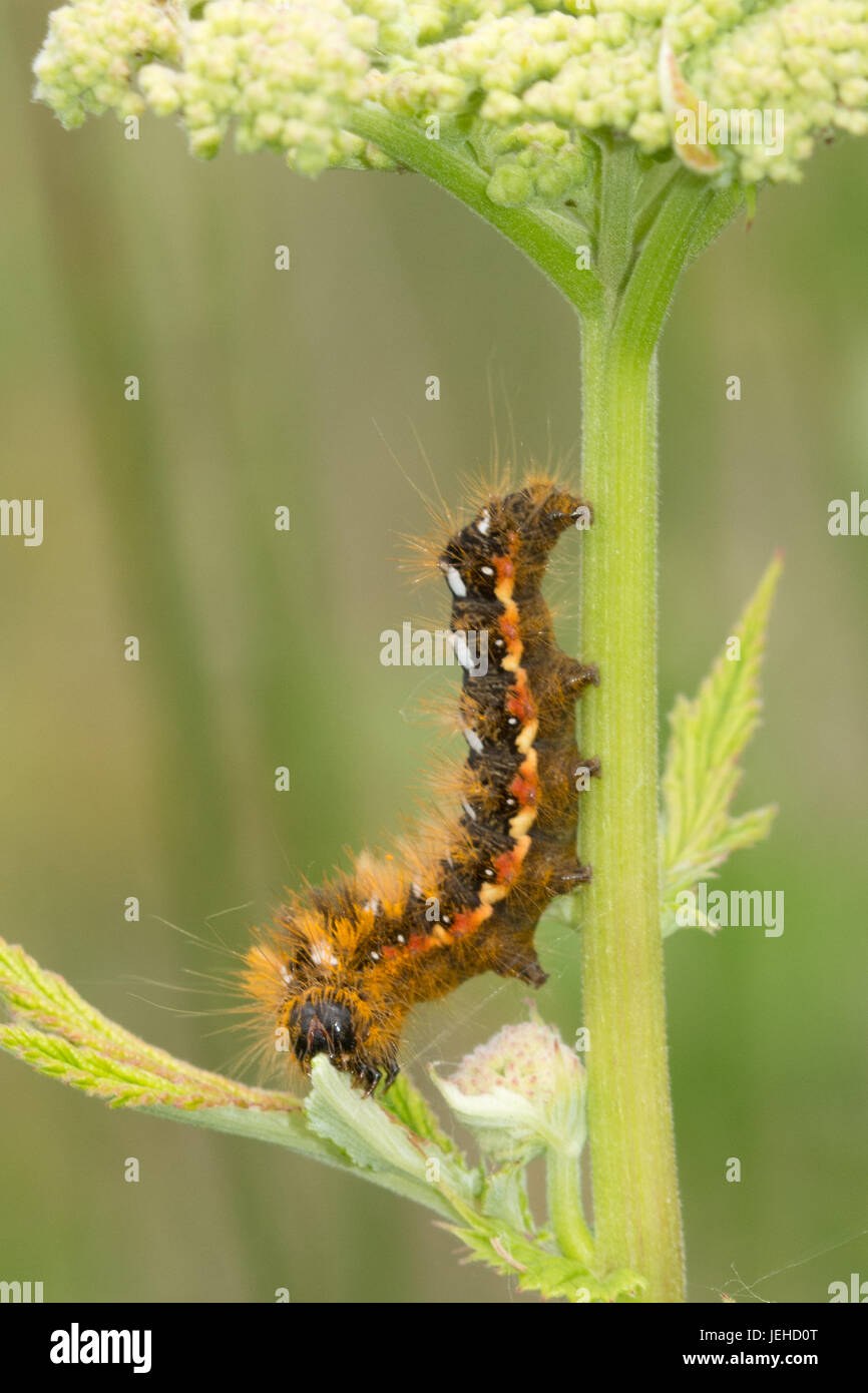 Knot grass moth caterpillar (Acronicta rumicis larva Stock Photo - Alamy