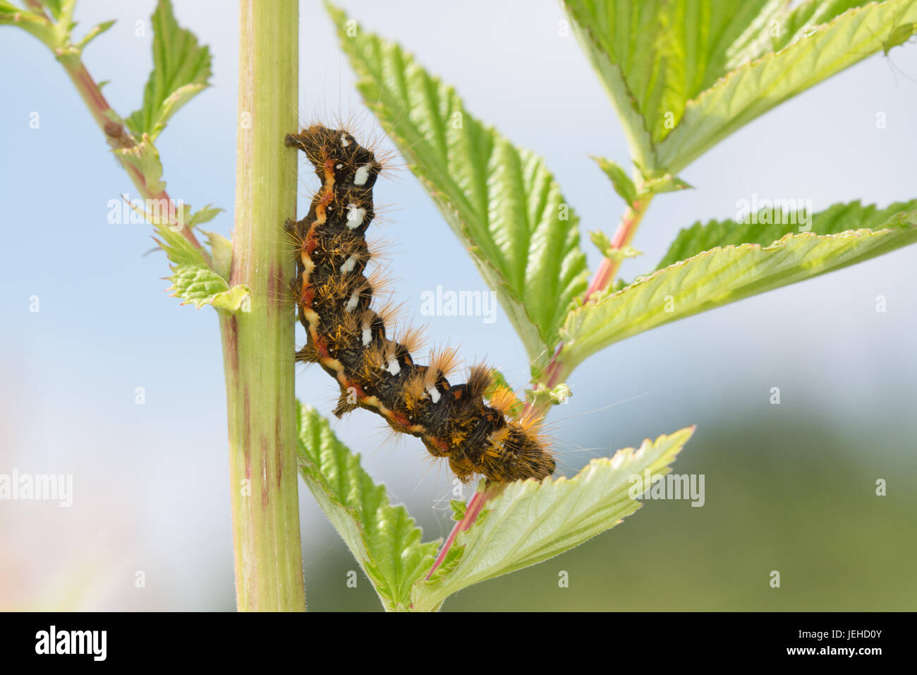 Knot grass moth caterpillar (Acronicta rumicis larva Stock Photo - Alamy