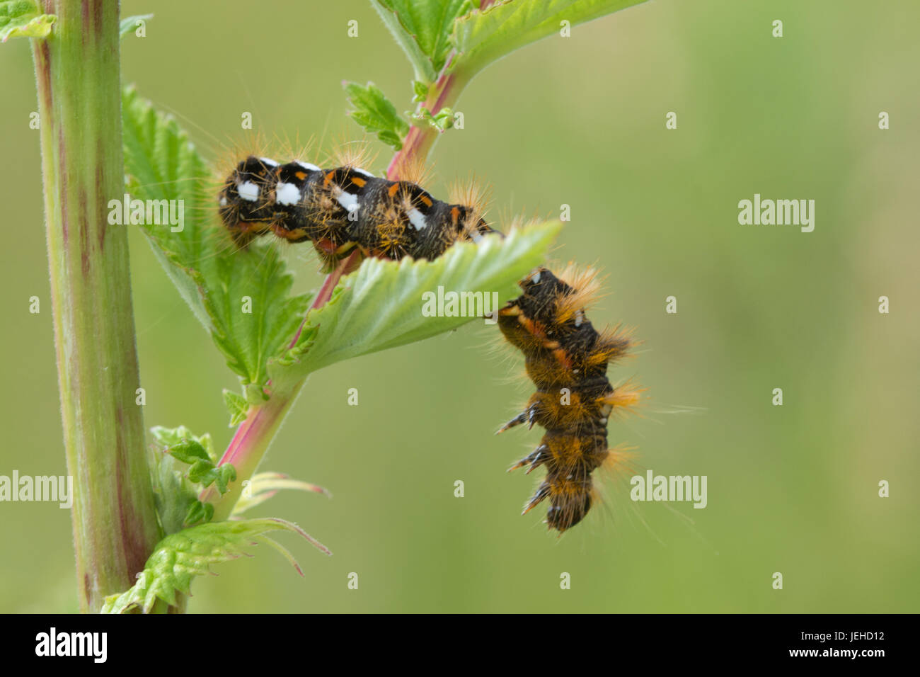 Knot grass moth caterpillar (Acronicta rumicis larva Stock Photo - Alamy