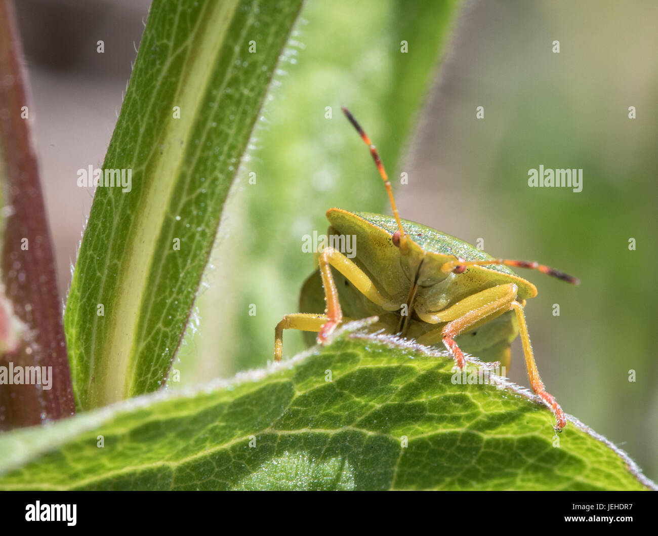 Greenshieldbug hi-res stock photography and images - Alamy