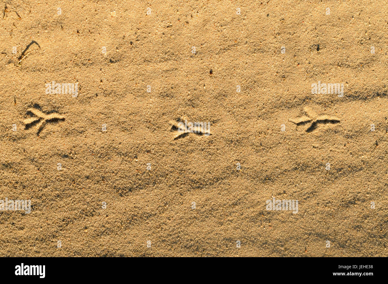 Bird footprint pattern hi-res stock photography and images - Alamy