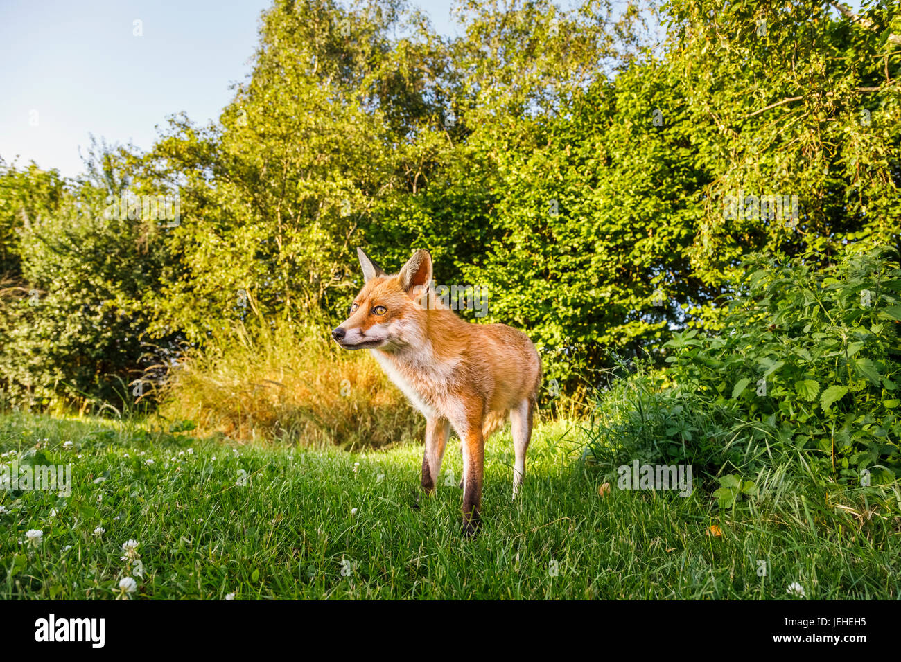 British wildlife: Mature adult fox (Vulpes vulpes) standing outside in ...