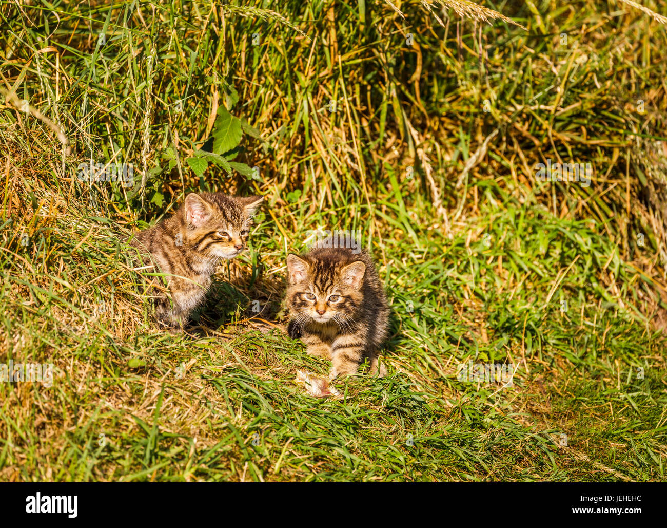 Native British wildlife: Scottish Wildcat (Felis silvestris), pair of ...