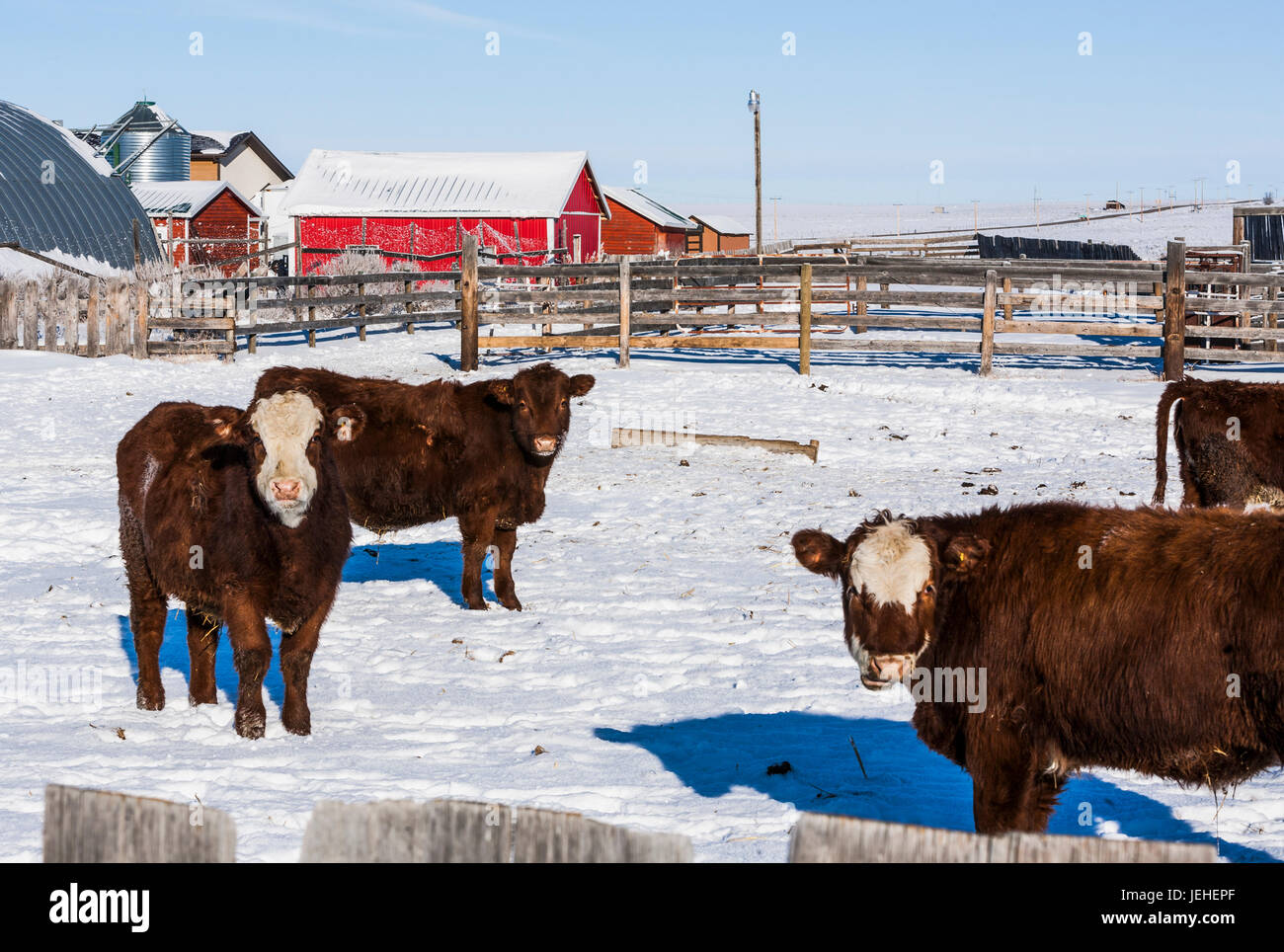 Cows grazing in a corral in snow with a red barn and various farm ...