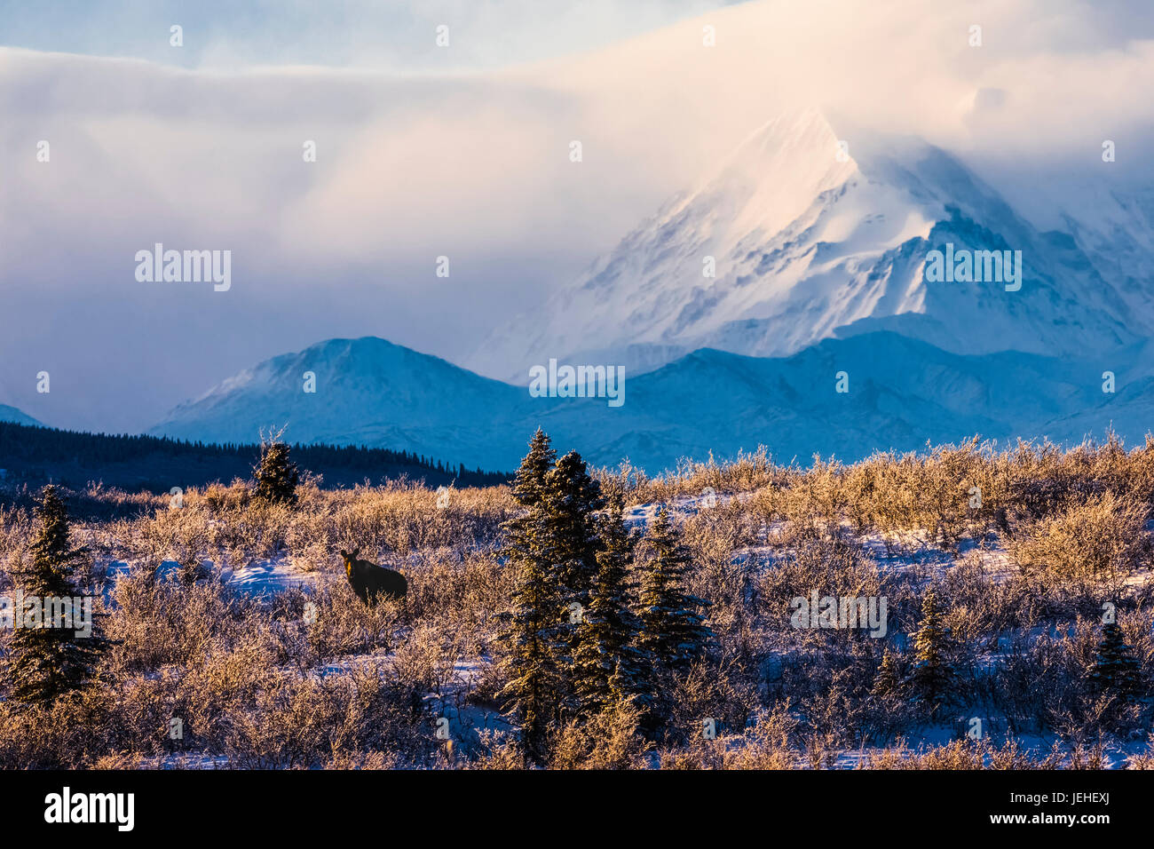 A moose (alces alces) forages on a winter morning with the Alaska Range ...