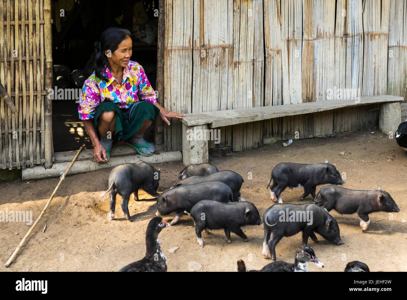 Sus scrofa group culture hi-res stock photography and images - Alamy