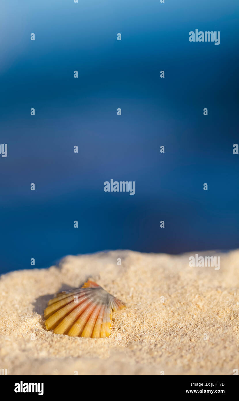 A rare rainbow color Hawaiian Sunrise Scallop Seashell, also known as ...