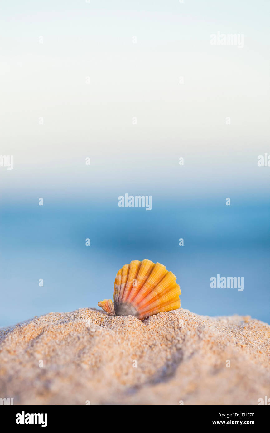 A rare rainbow color Hawaiian Sunrise Scallop Seashell, also known as ...