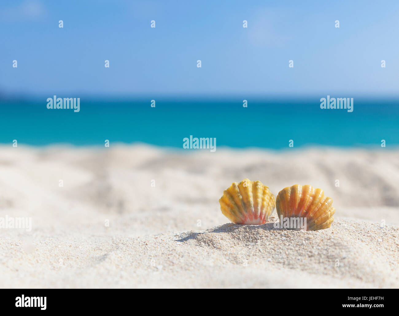 A set of two rare rainbow color Hawaiian Sunrise Scallop Seashells ...