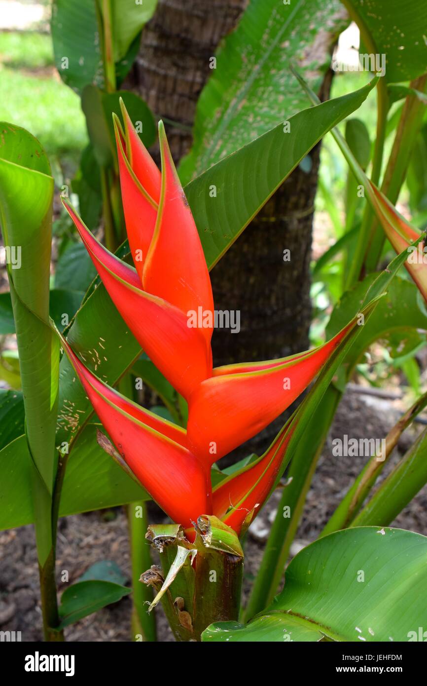 Claw flower hi-res stock photography and images - Alamy