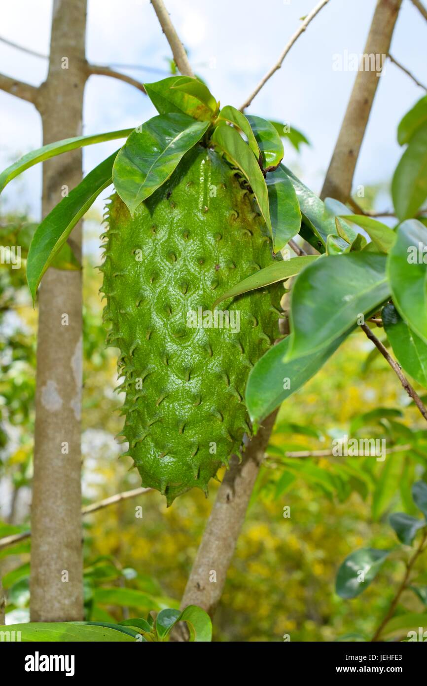 Guanabana Fruit In English