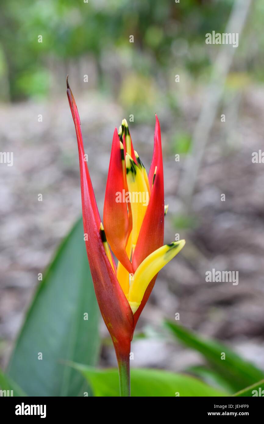 Parrot heliconia flower hi-res stock photography and images - Alamy