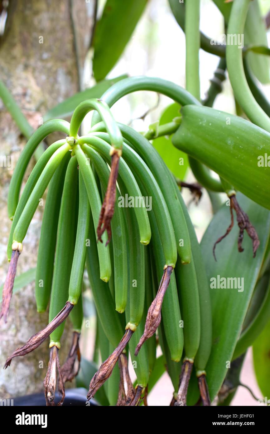 Vanilla pods plant hi-res stock photography and images - Alamy