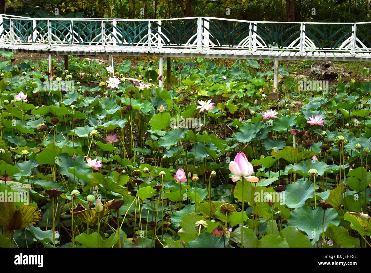 Lotus garden hi-res stock photography and images - Alamy
