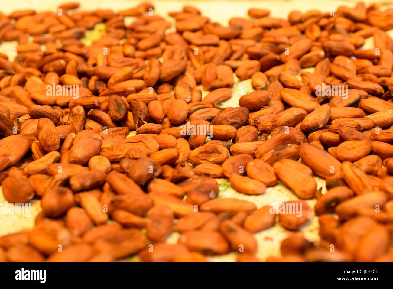 Drying of the cocoa beans hi-res stock photography and images - Alamy