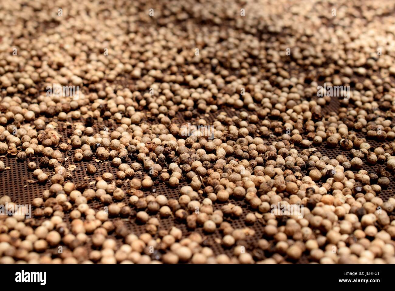 Drying white peppercorns Stock Photo - Alamy