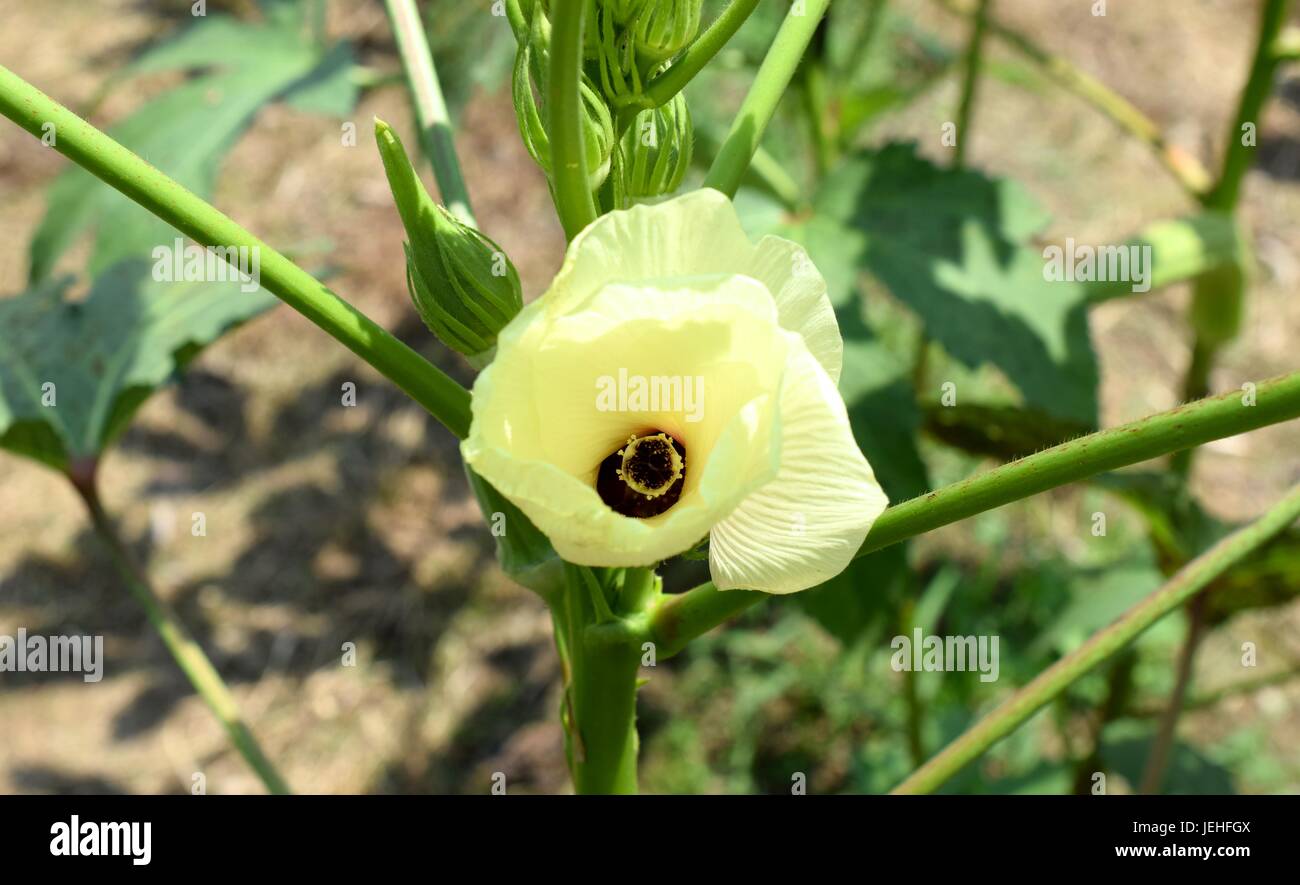 Okra aka Gumbo flower Stock Photo - Alamy