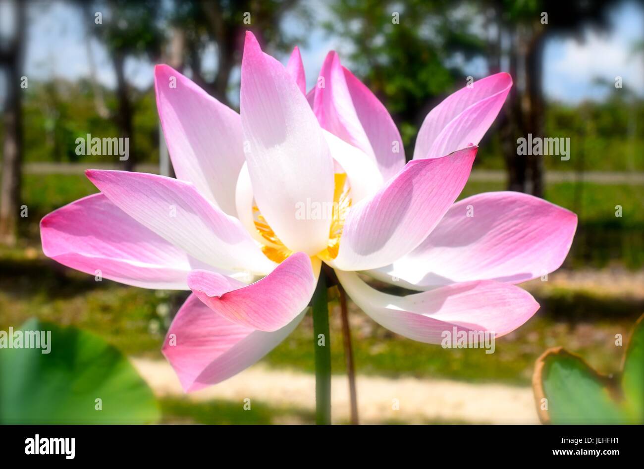 Pink Lotus flower macro Stock Photo - Alamy