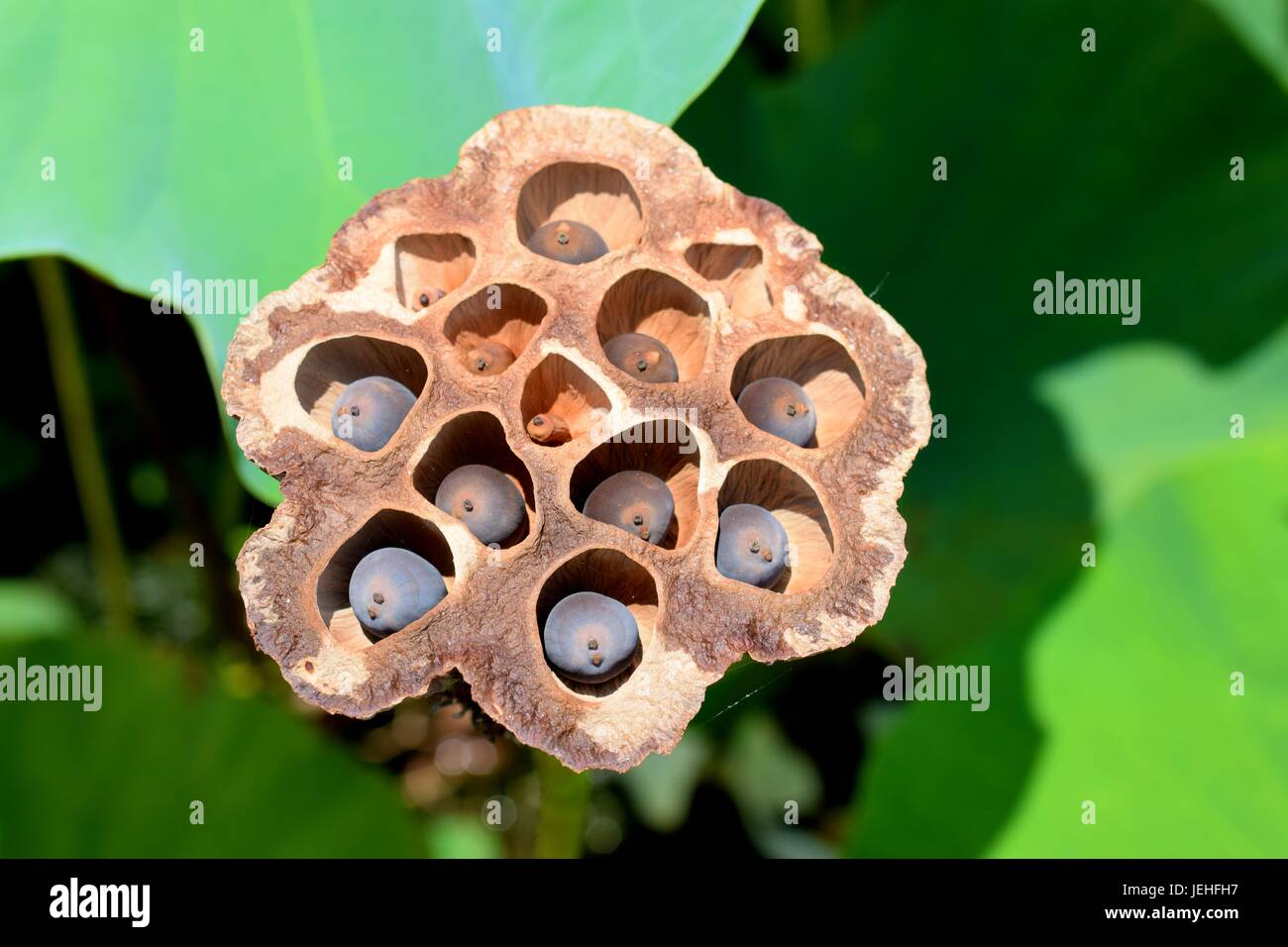 Nelumbo nucifera seeds hi-res stock photography and images - Alamy