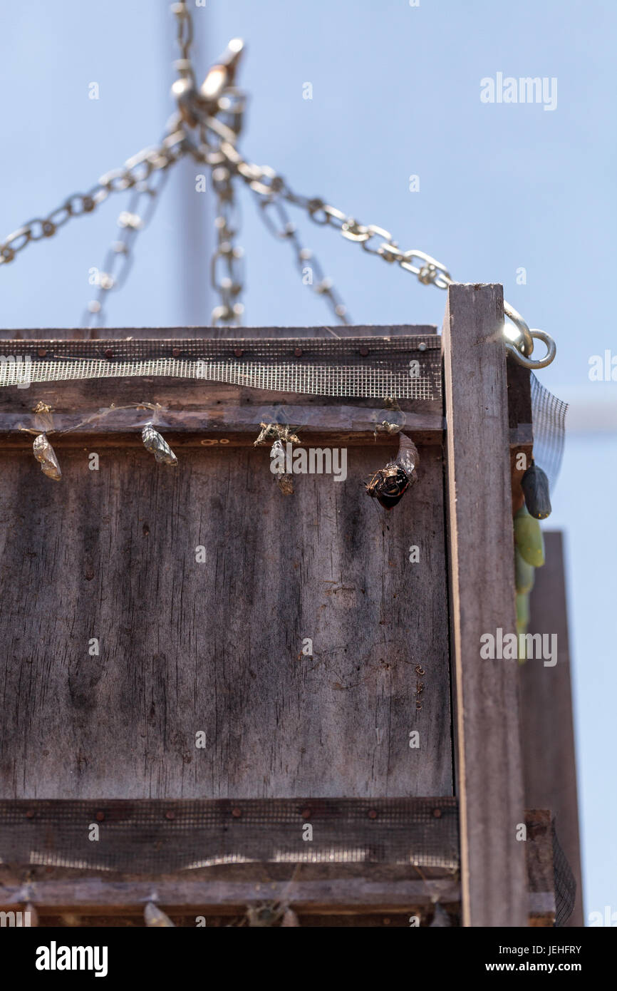 Red admiral chrysalis, Vanessa atalanta, hatches and emerges in a ...
