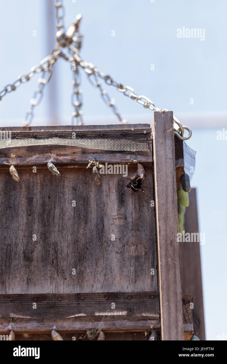 Red admiral chrysalis, Vanessa atalanta, hatches and emerges in a ...