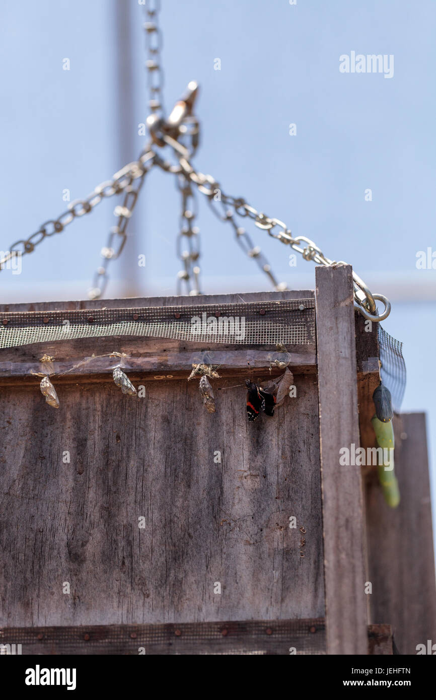 Red admiral chrysalis, Vanessa atalanta, hatches and emerges in a ...
