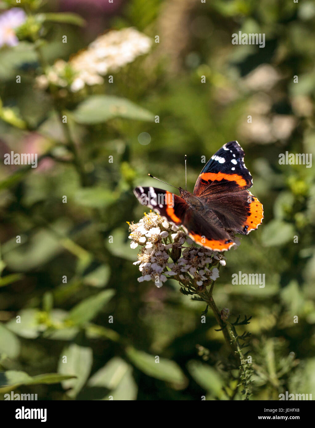 Red admiral butterfly, Vanessa atalanta, in a butterfly garden on a ...