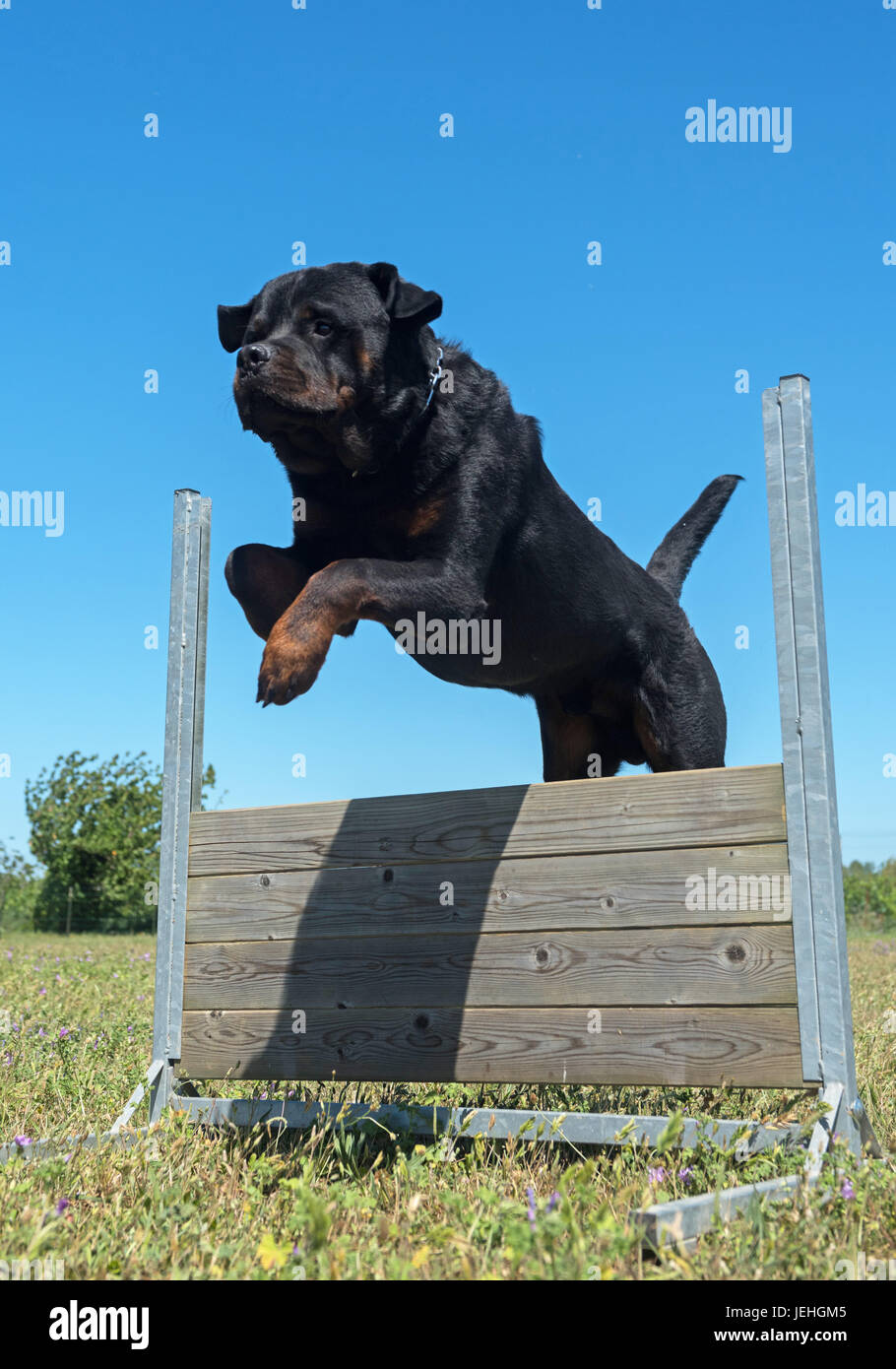 jumping dog in a training of obedience Stock Photo - Alamy
