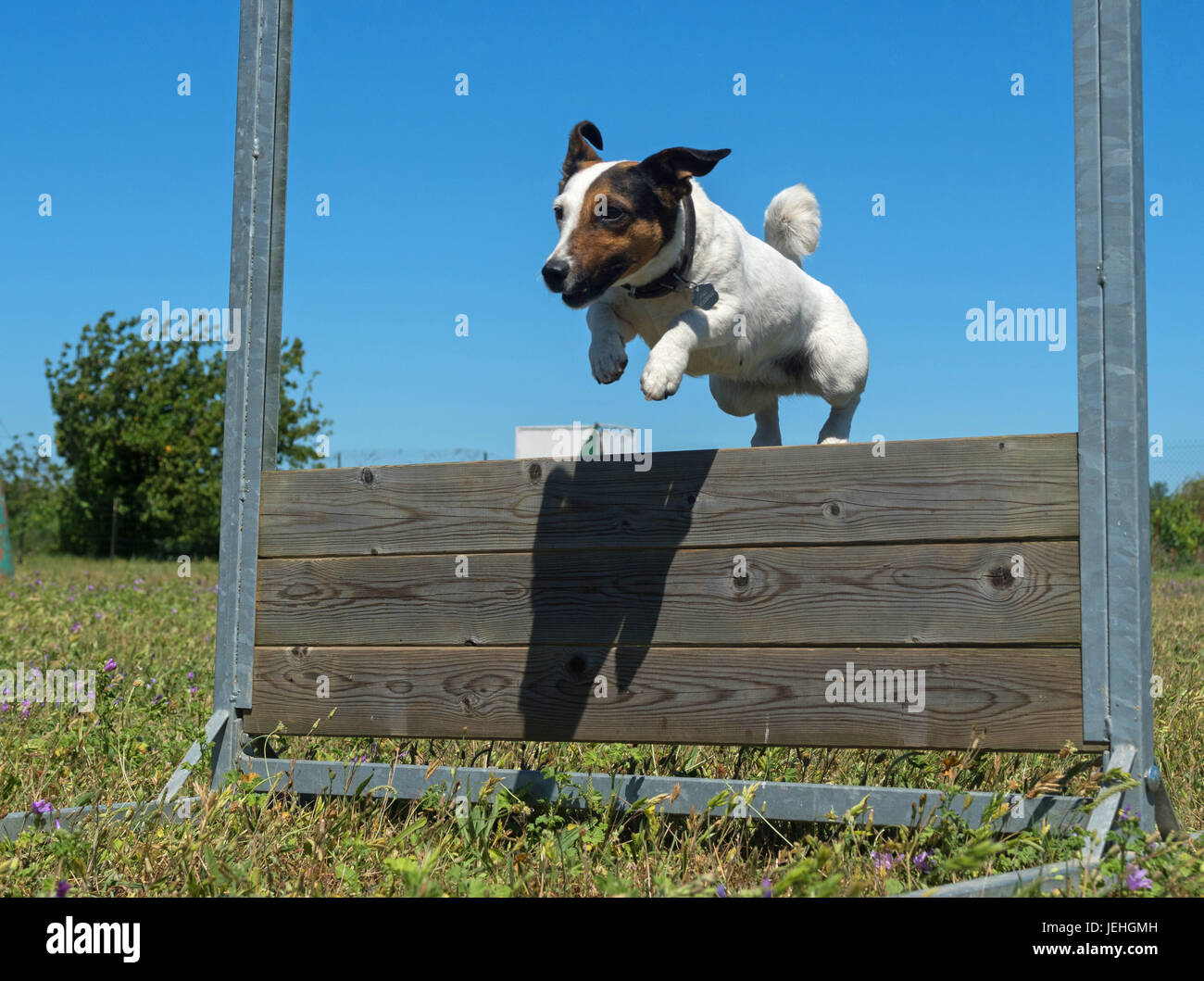 jumping dog in a training of obedience Stock Photo - Alamy
