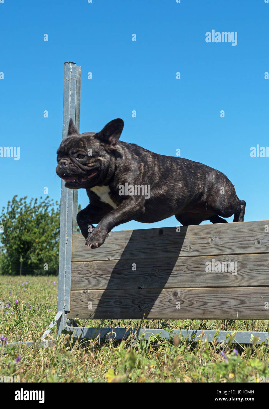 jumping dog in a training of obedience Stock Photo - Alamy