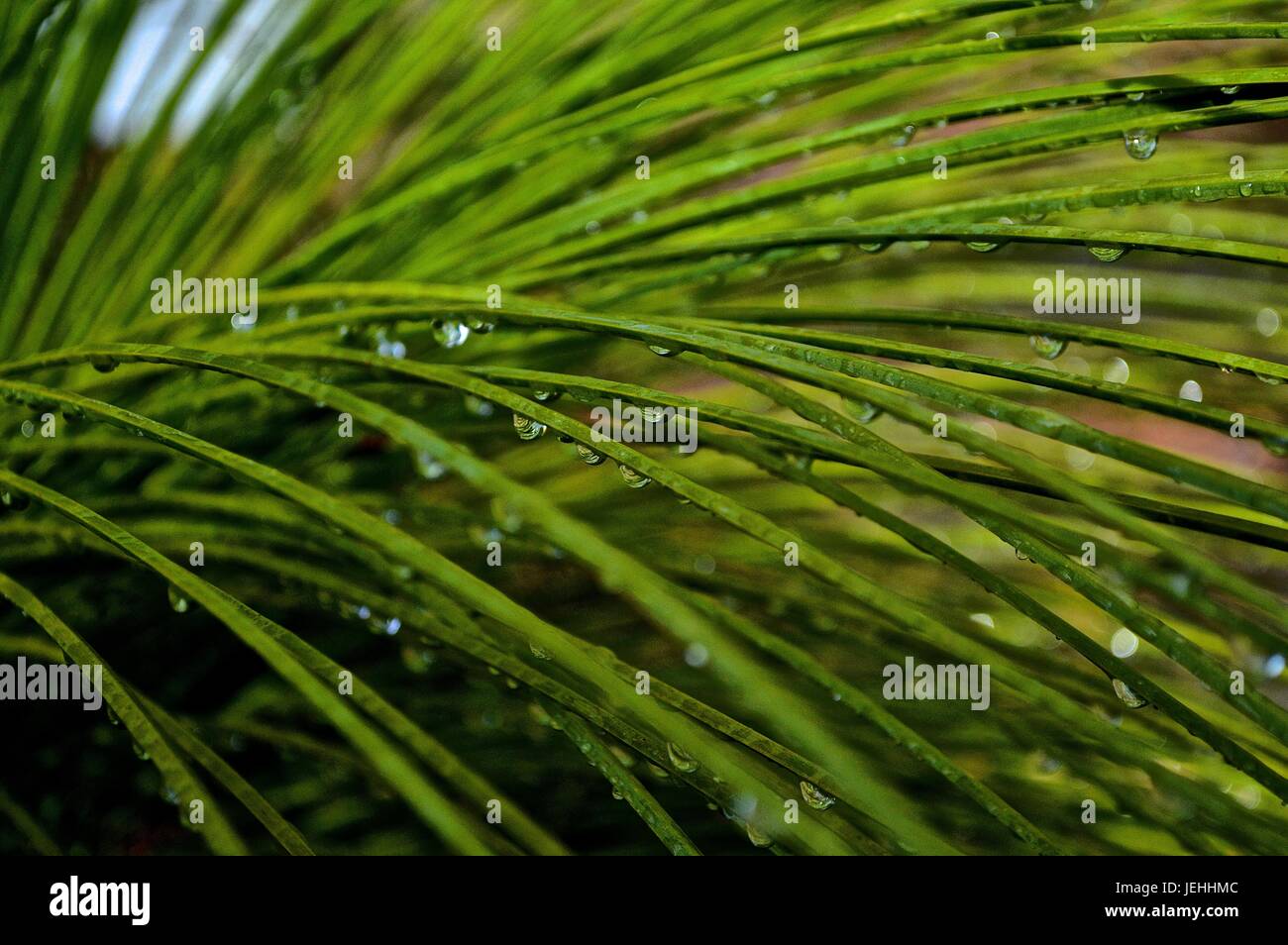 Grass tree with dew drops sparkling in the sunlight Stock Photo - Alamy