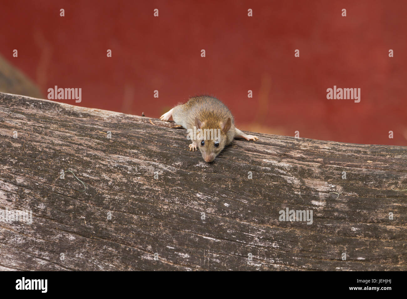 Wild mouse resting on the tree in the forest Stock Photo - Alamy
