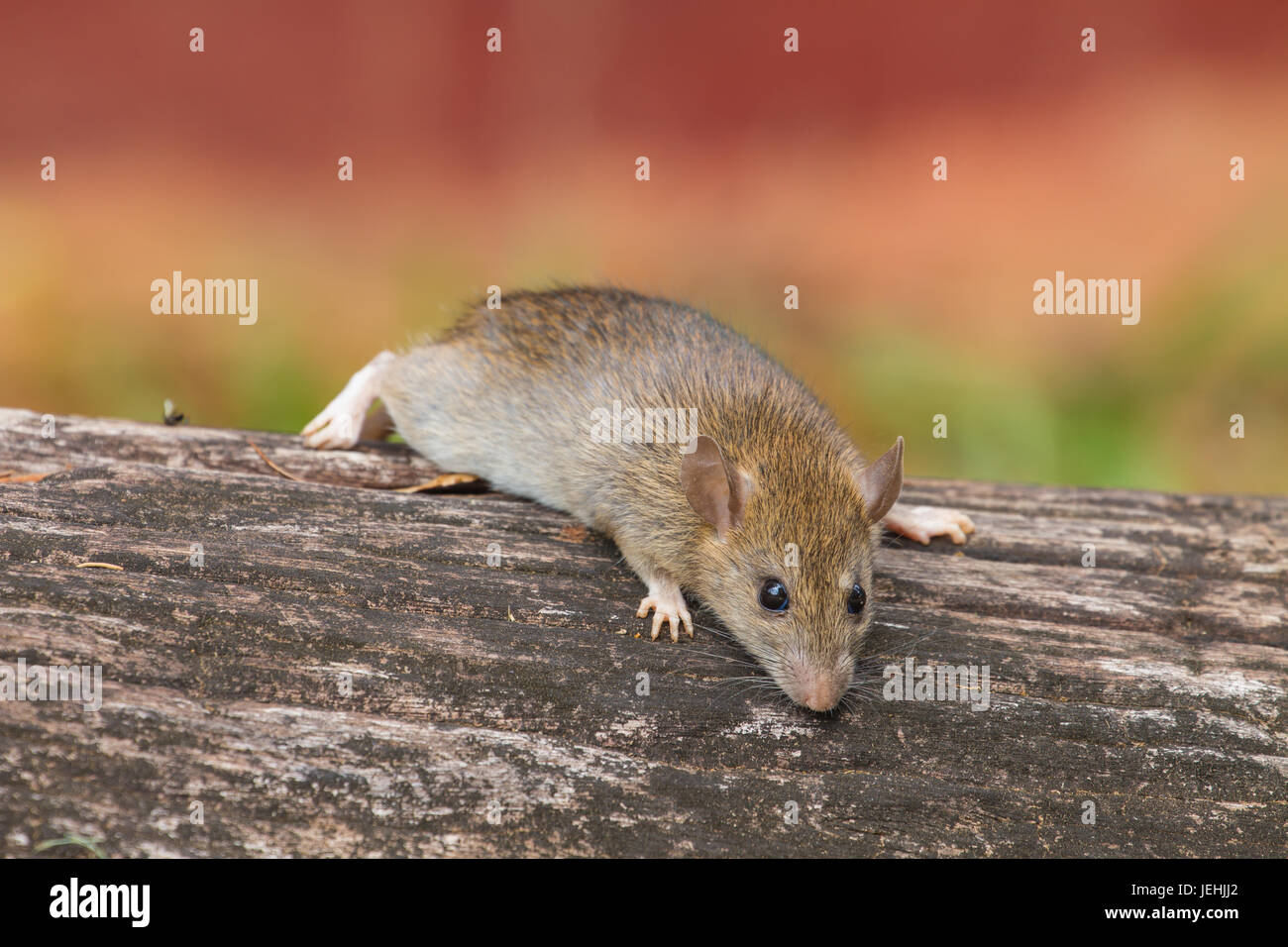 Looking for mice in grass hi-res stock photography and images - Alamy
