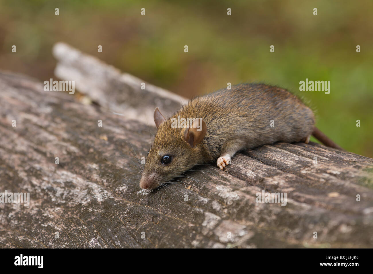 Looking for mice in grass hi-res stock photography and images - Alamy
