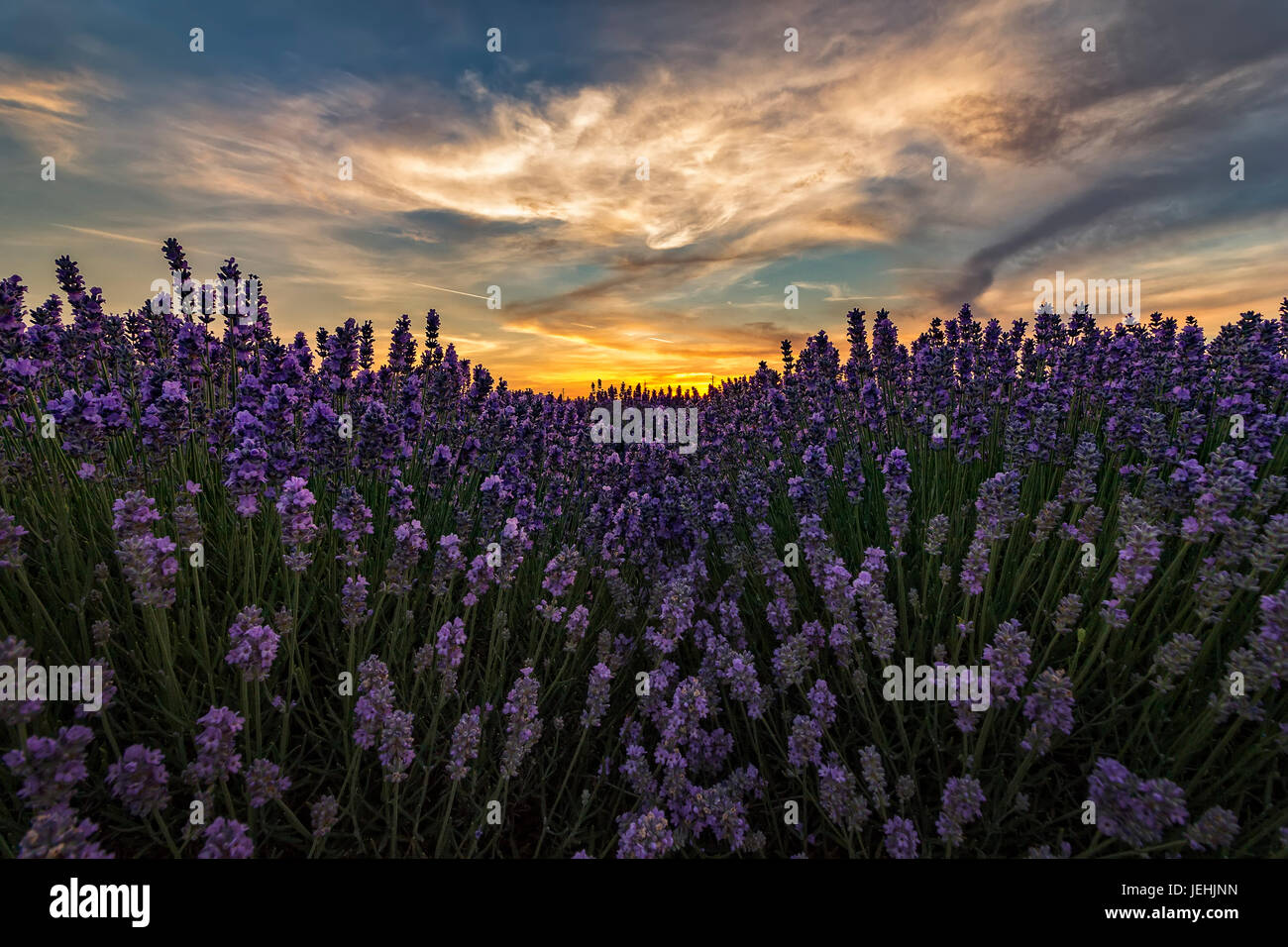 Beautiful landscape of lavender fields Stock Photo - Alamy