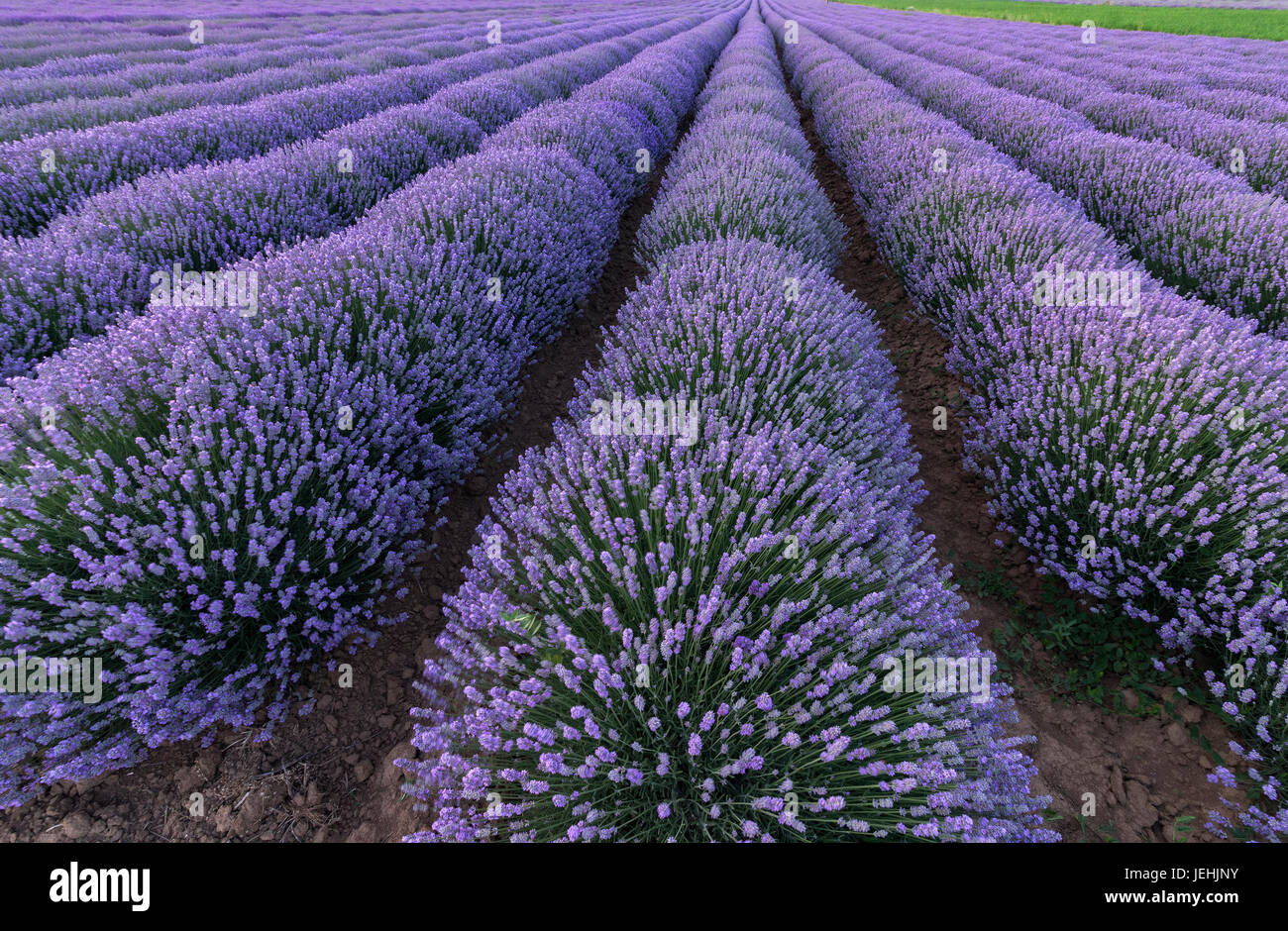 Beautiful landscape of lavender fields Stock Photo - Alamy