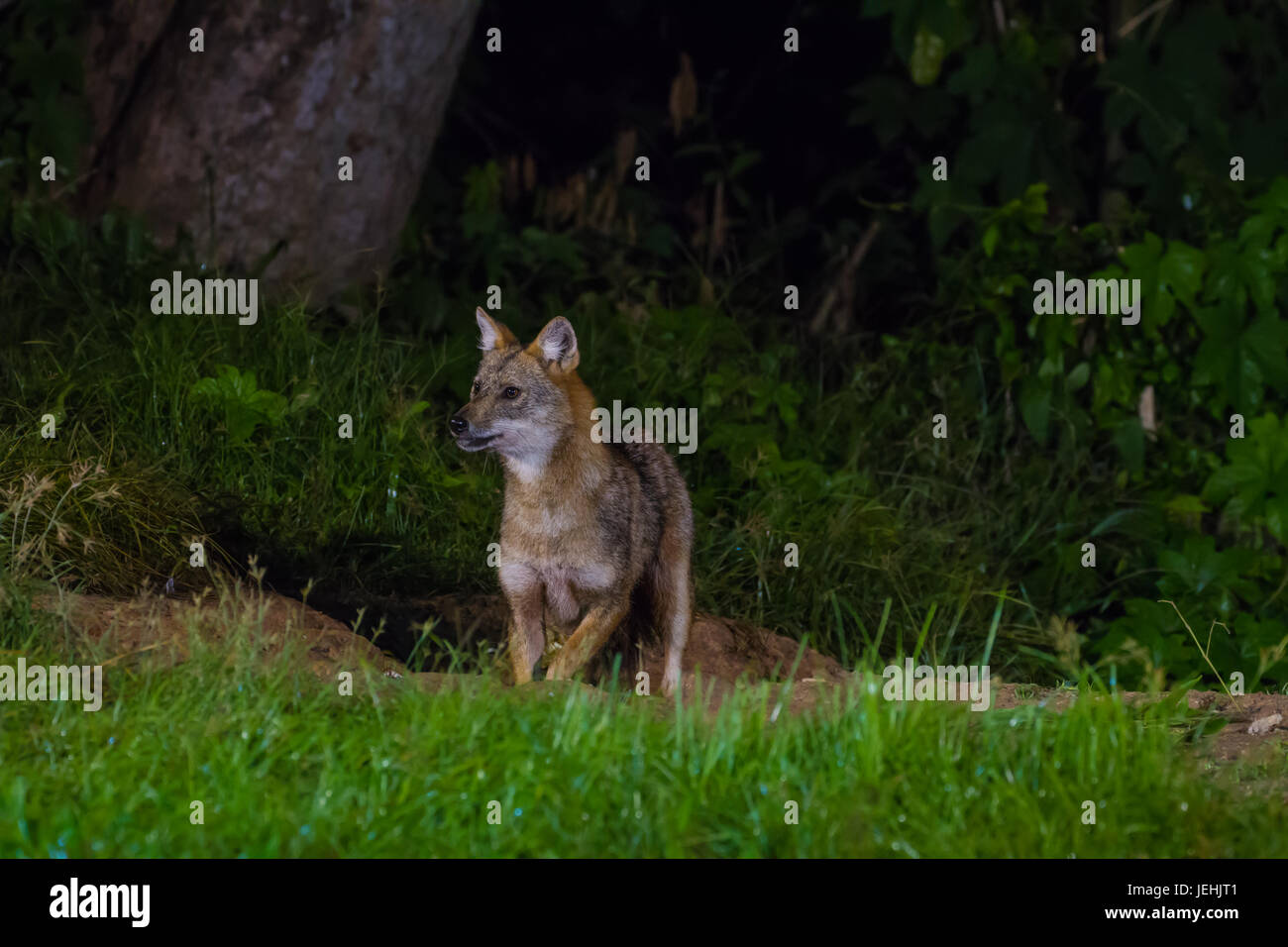 Golden Jackal or fox at nigth in nature Stock Photo - Alamy