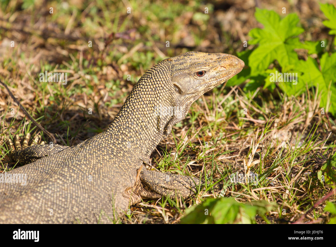 close up Bengal Monitor Lizard in the forest, Varanus bengalensis Stock ...