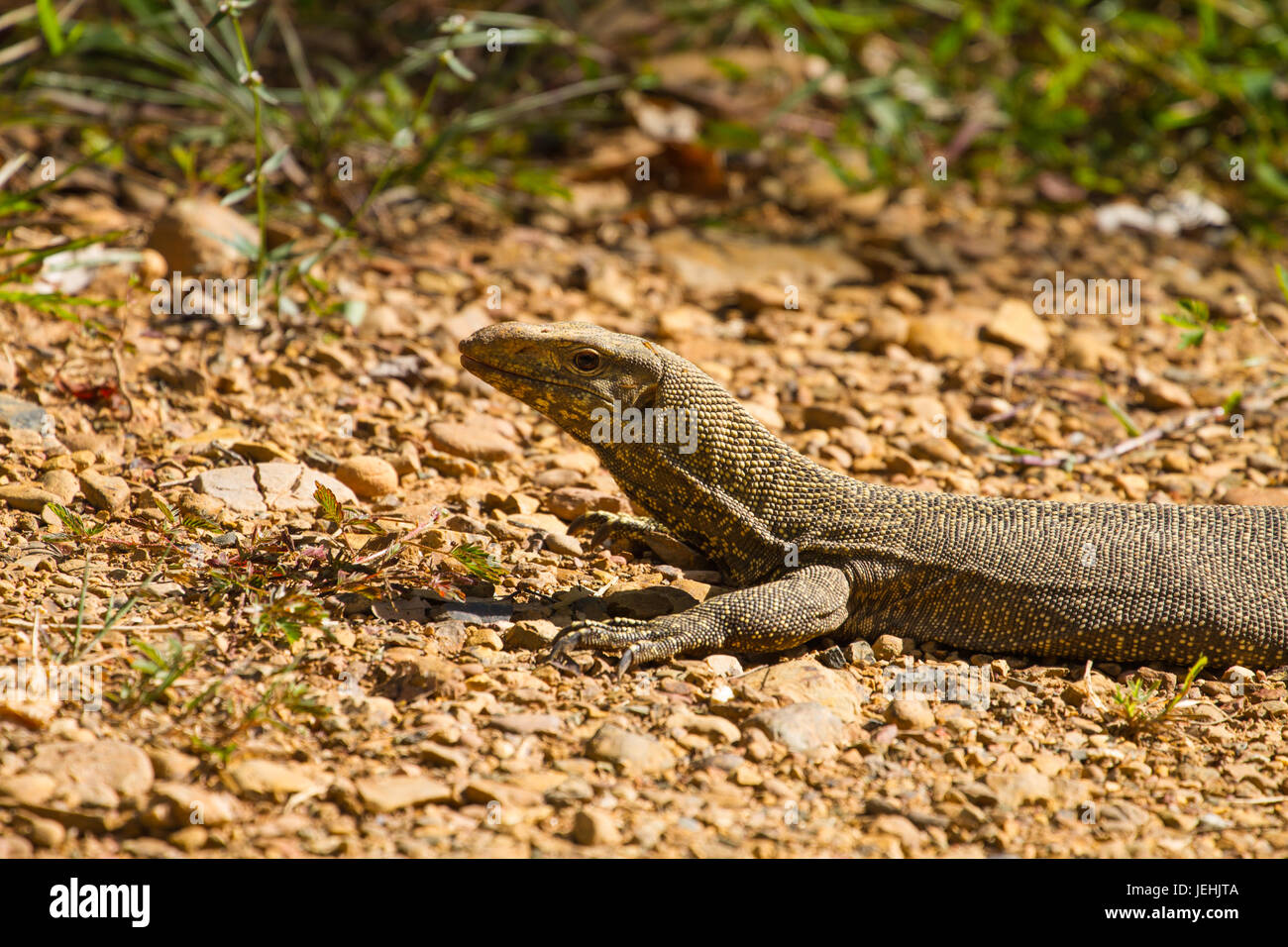 close up Bengal Monitor Lizard in the forest, Varanus bengalensis Stock ...